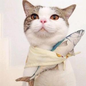 老的猫 