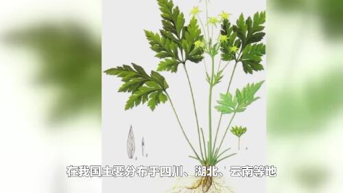黄连的主要成分及用途