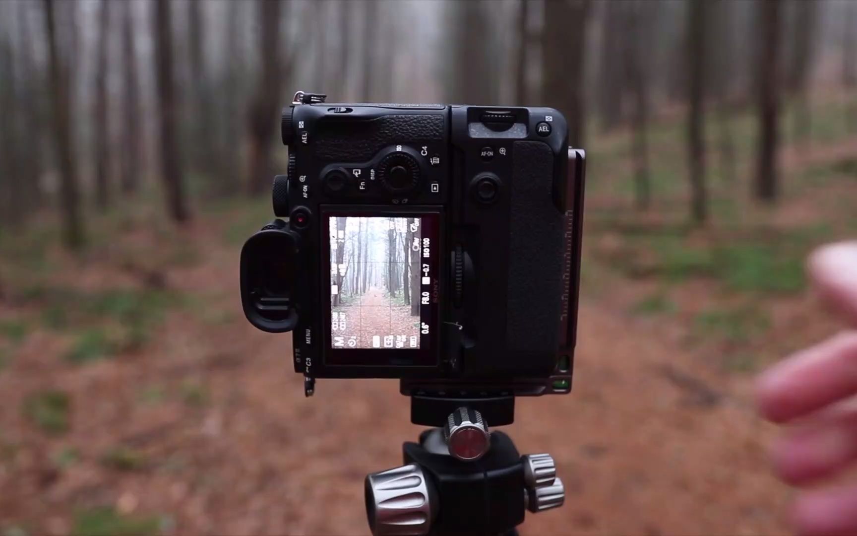 林地摄影 摄影 自然 在迷雾中拍照