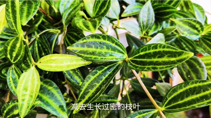 让钻石翡翠枝繁叶茂的几个小技巧