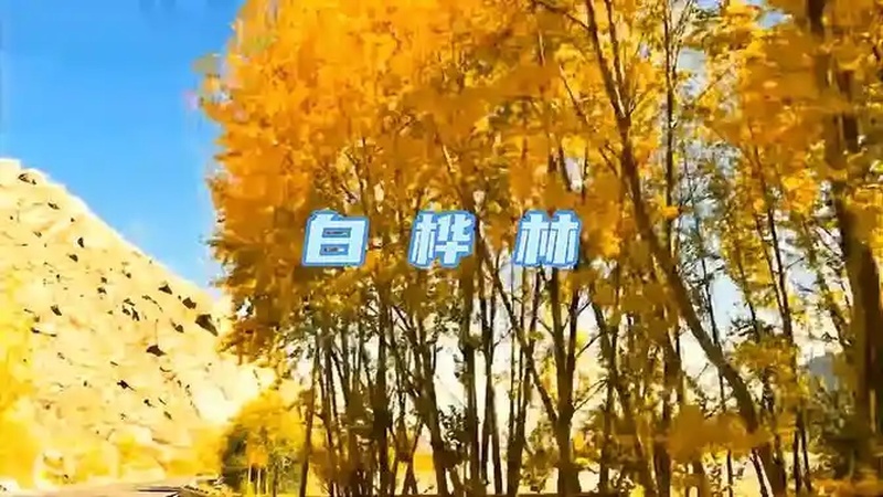 民谣精选 朴树《白桦林》音乐MV