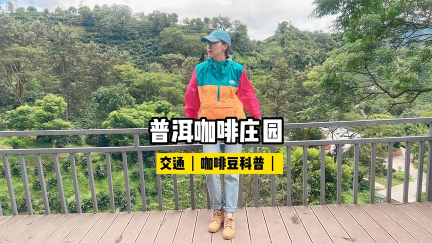 张小姐是咖啡爱好者,普洱咖啡种植地,咖啡树龄100年?带你看看