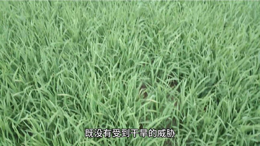 检查播种33天后的虾稻田秧苗生长情况根据长势确定施肥和灌溉时期
