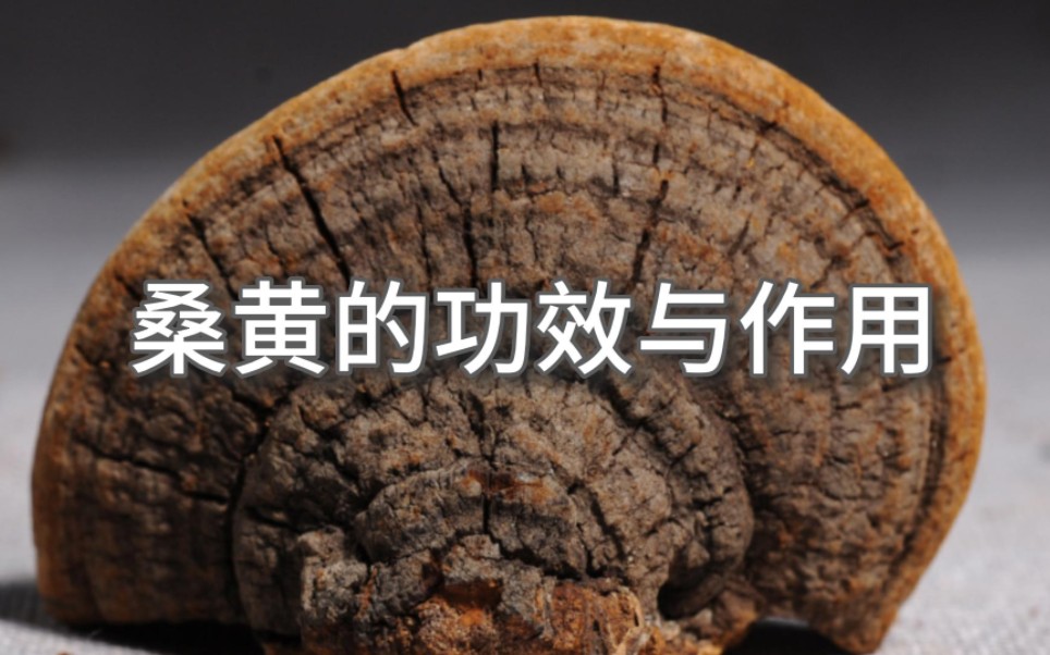 桑黄提取物的功效与作用