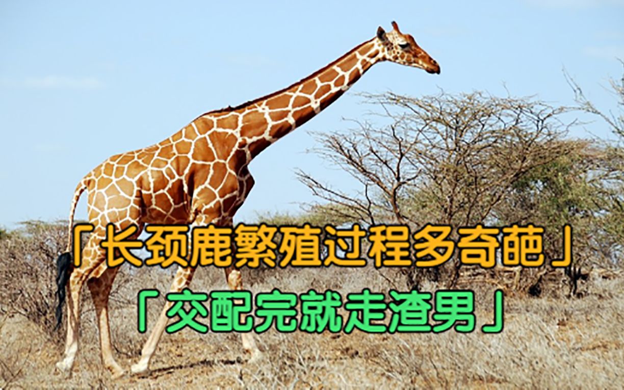 长颈鹿的繁殖过程有多奇特,追求雌性时,它们有多狠