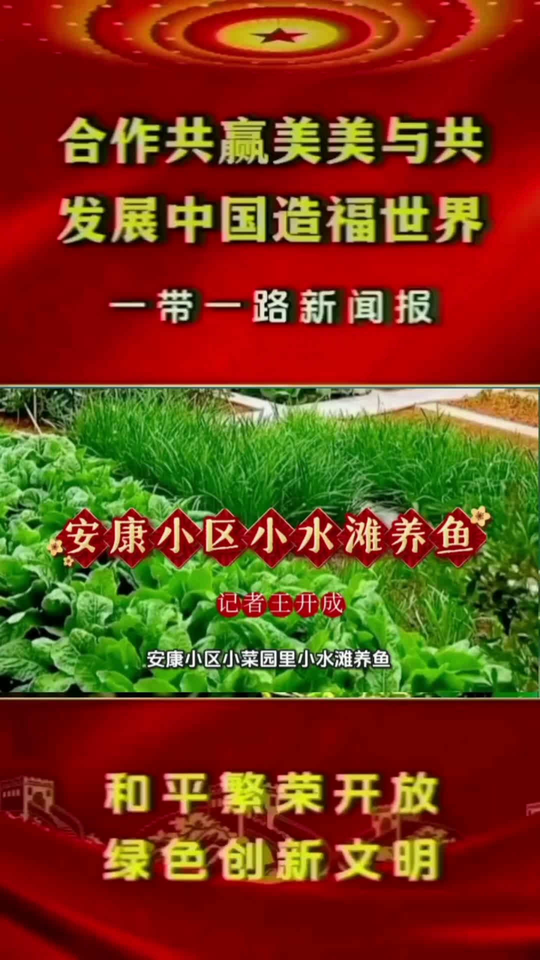 安康小区小菜园里小水滩养鱼|记者王开成 安康小区小菜园浇水小水滩...