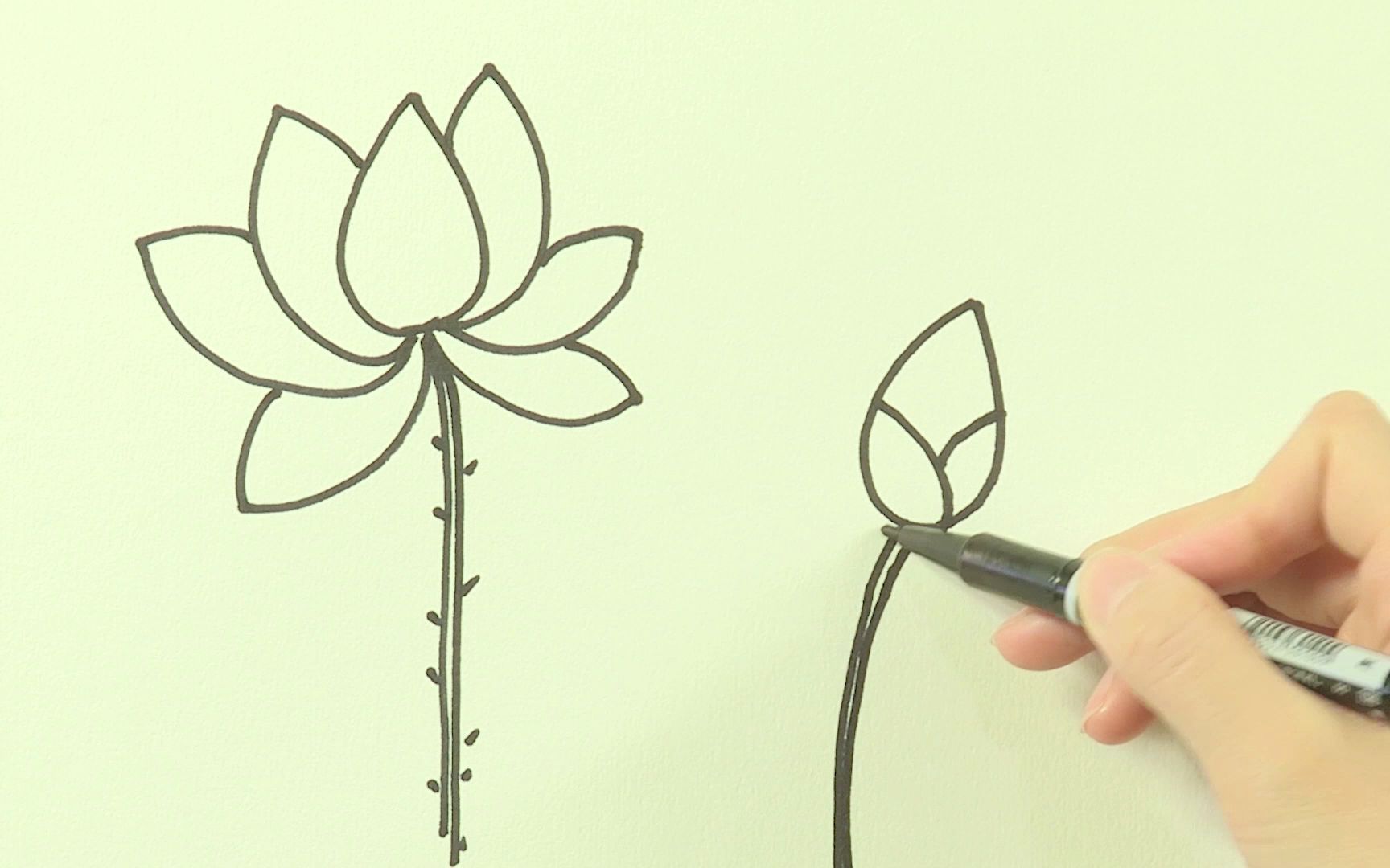 简笔画画荷花,画时代美术