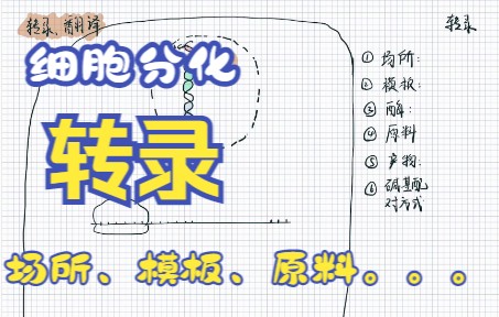 细胞分化--转录
