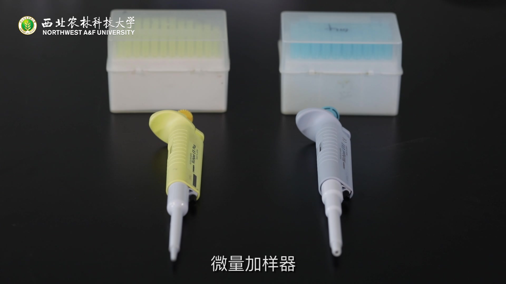 质粒DNA提取