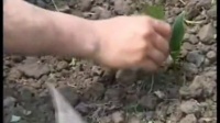 桂花种植方法_桂花种子种植_桂花树种植技术视频