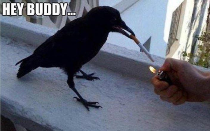 科学无法解释的8种奇怪动物