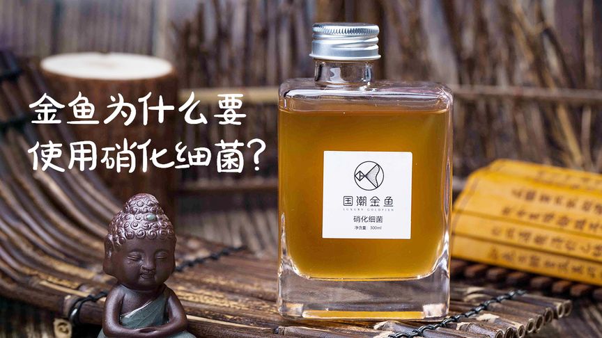 硝化细菌有何魔力?为什么金鱼养殖离不开它!