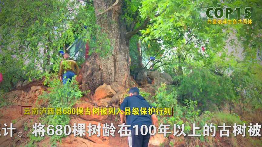 #相约cop15 泸西县680棵古树被列入县级保护行列