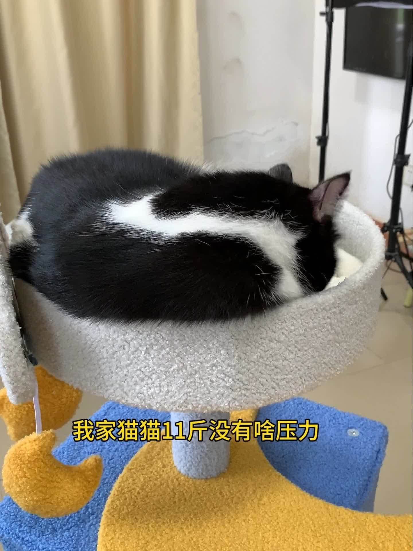 今天简简单单装个猫爬架猫爬架 萌宠好物 猫架子猫窝一体 这个世界...