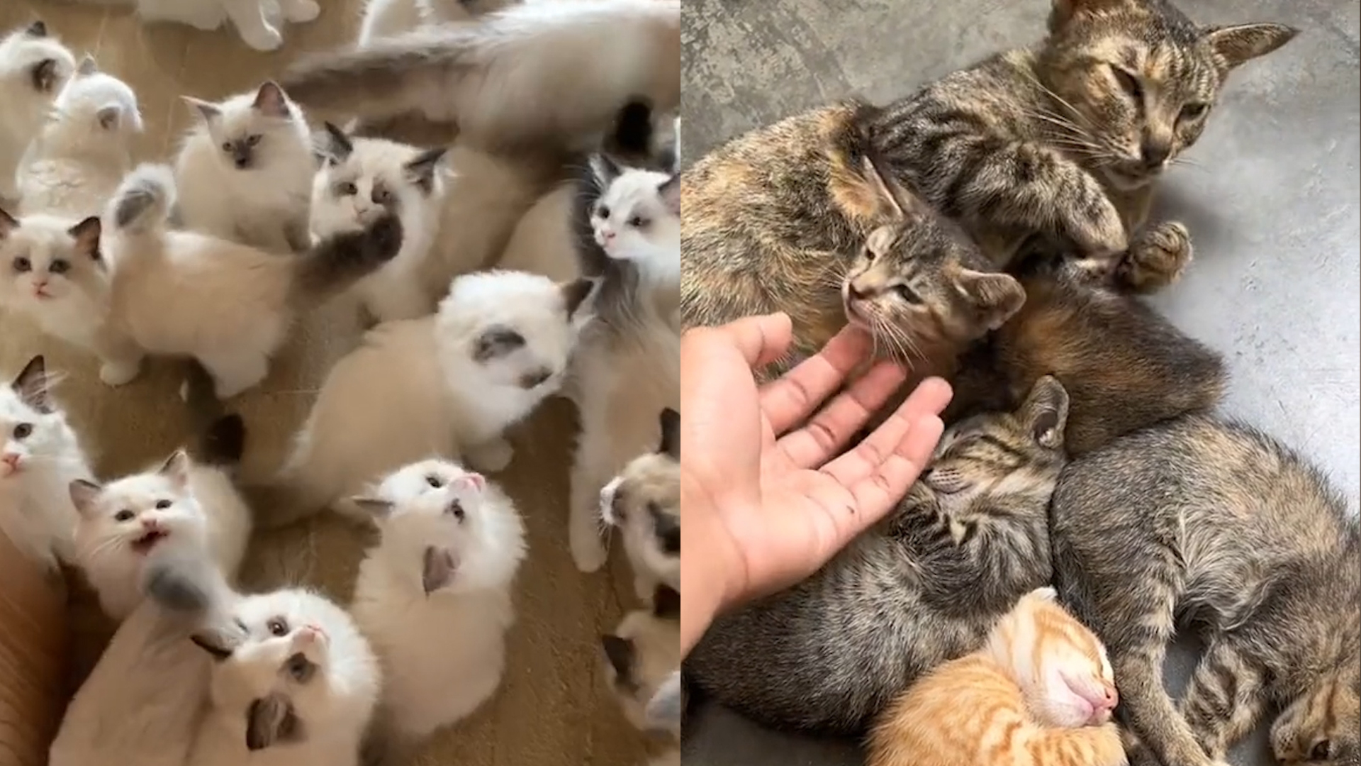 银行员工1晚虐杀16只猫?银行通报:虐猫属实,已解除劳动合同