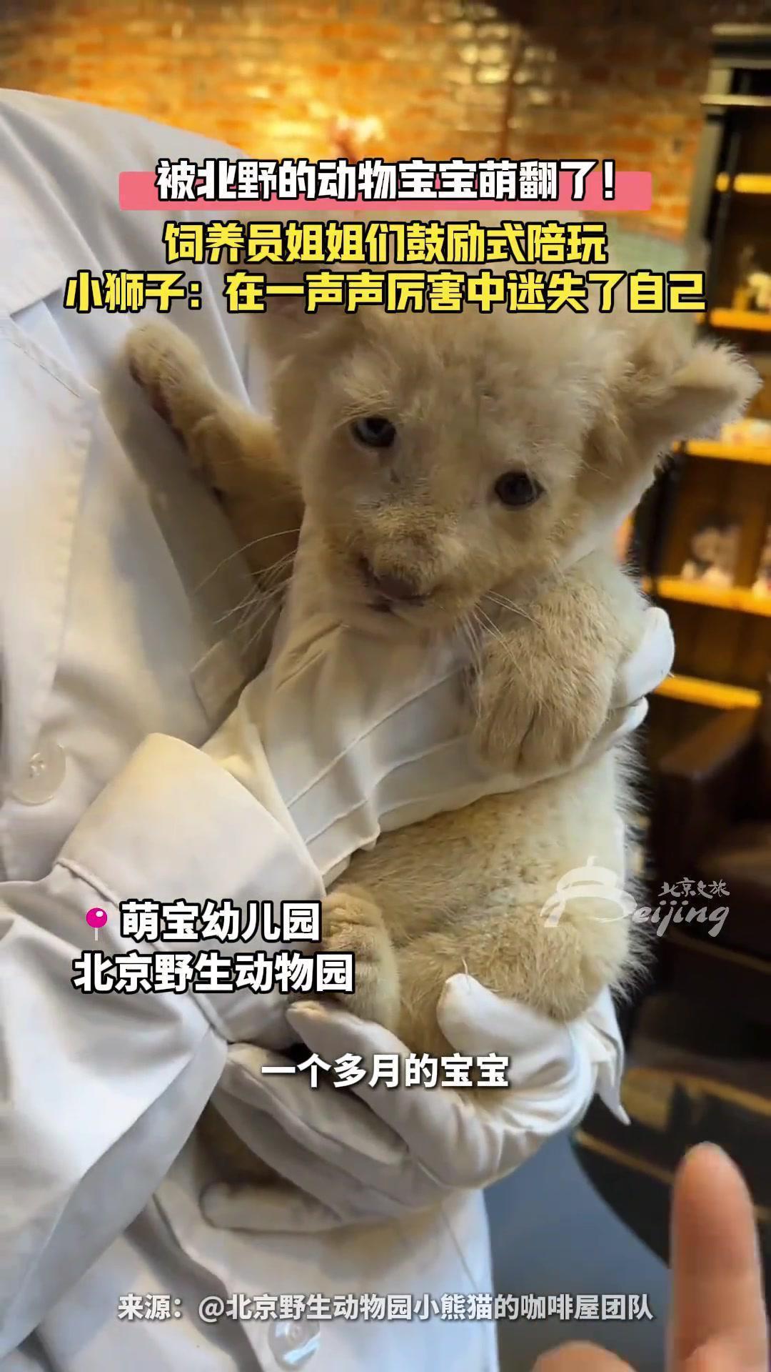 近日,北京野生动物园的萌宝幼儿园内,饲养员姐姐们上演鼓励式陪玩。...