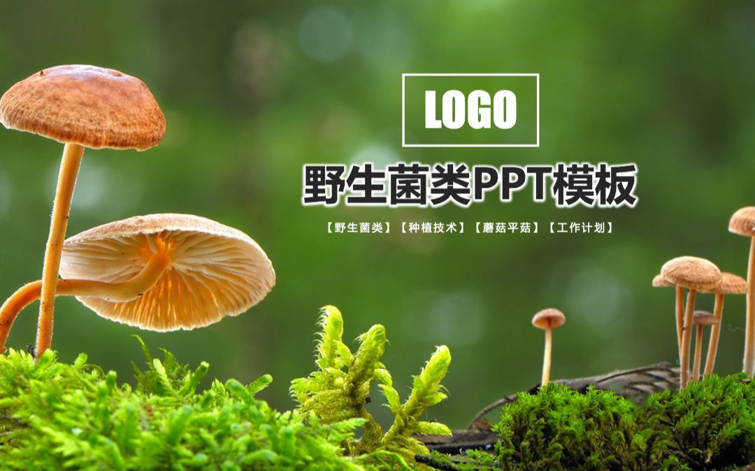 高清野生菌类动态PPT模板