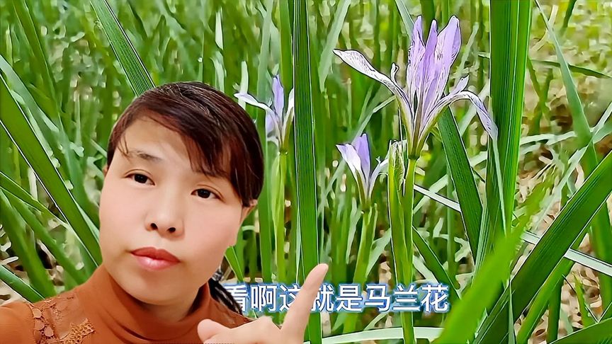 公园里的这种观赏花,原来也有药用价值,今天真是涨知识了