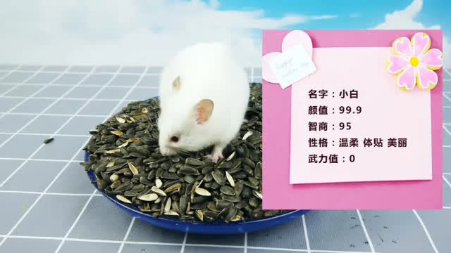 主人介绍这4只小仓鼠不同的性格