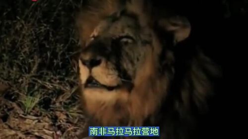 狮王之王:恩格拉拉里克