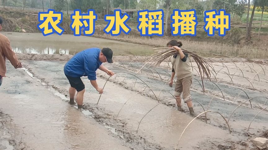 四川广安:一年四季在于春,看看农村水稻是怎样播种的