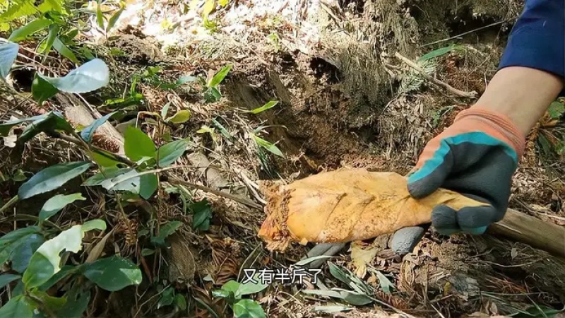 冬笋生长中需要大量养分,阿华告诉你如何判断有笋可挖!