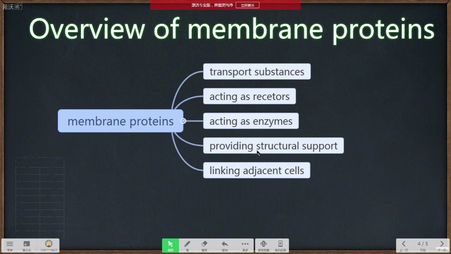 2--cell membrane
