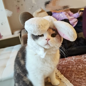 我的喵喵不见了