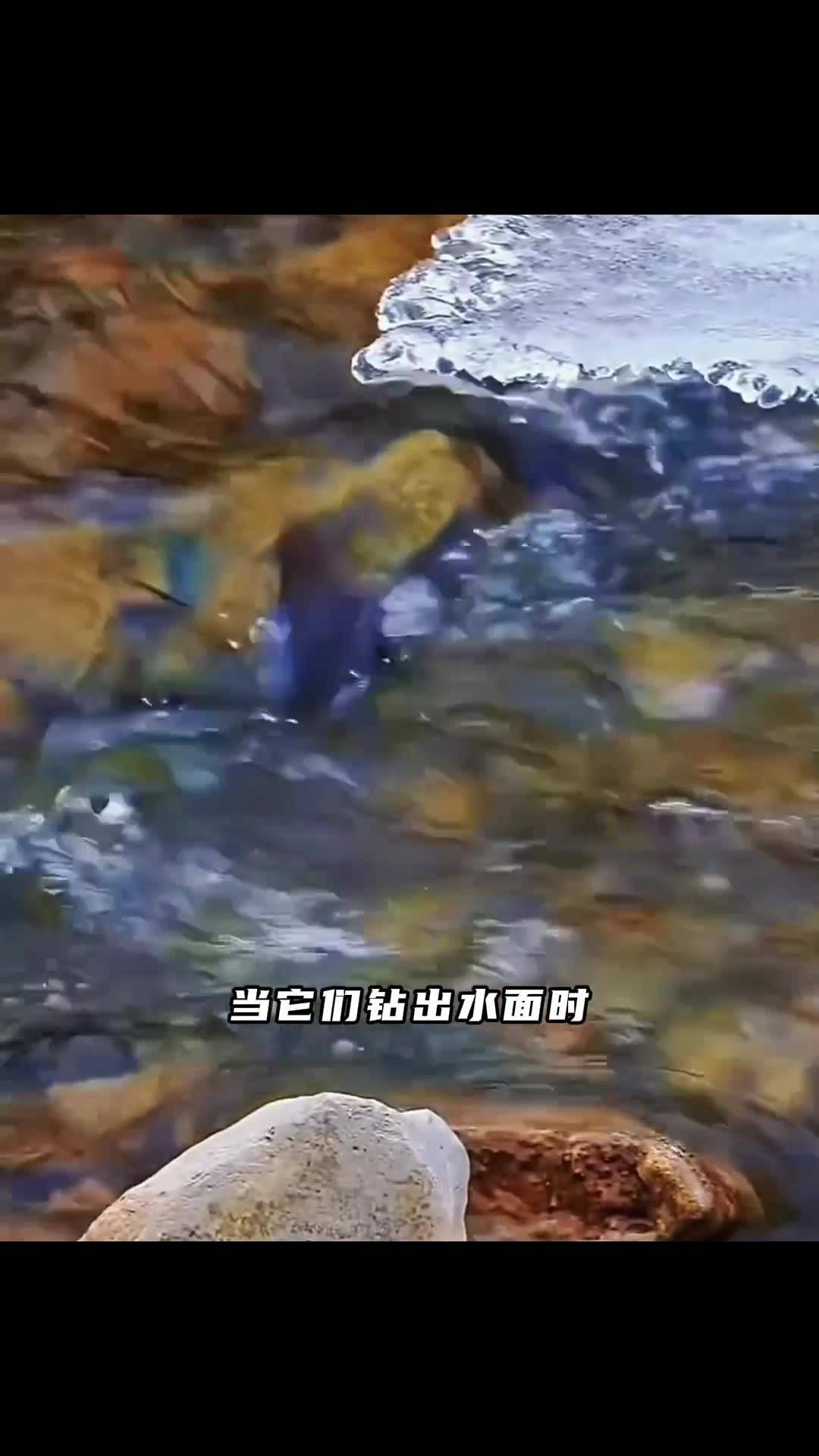 鸟类的羽毛居然不会被打湿!防水功能确实强大!