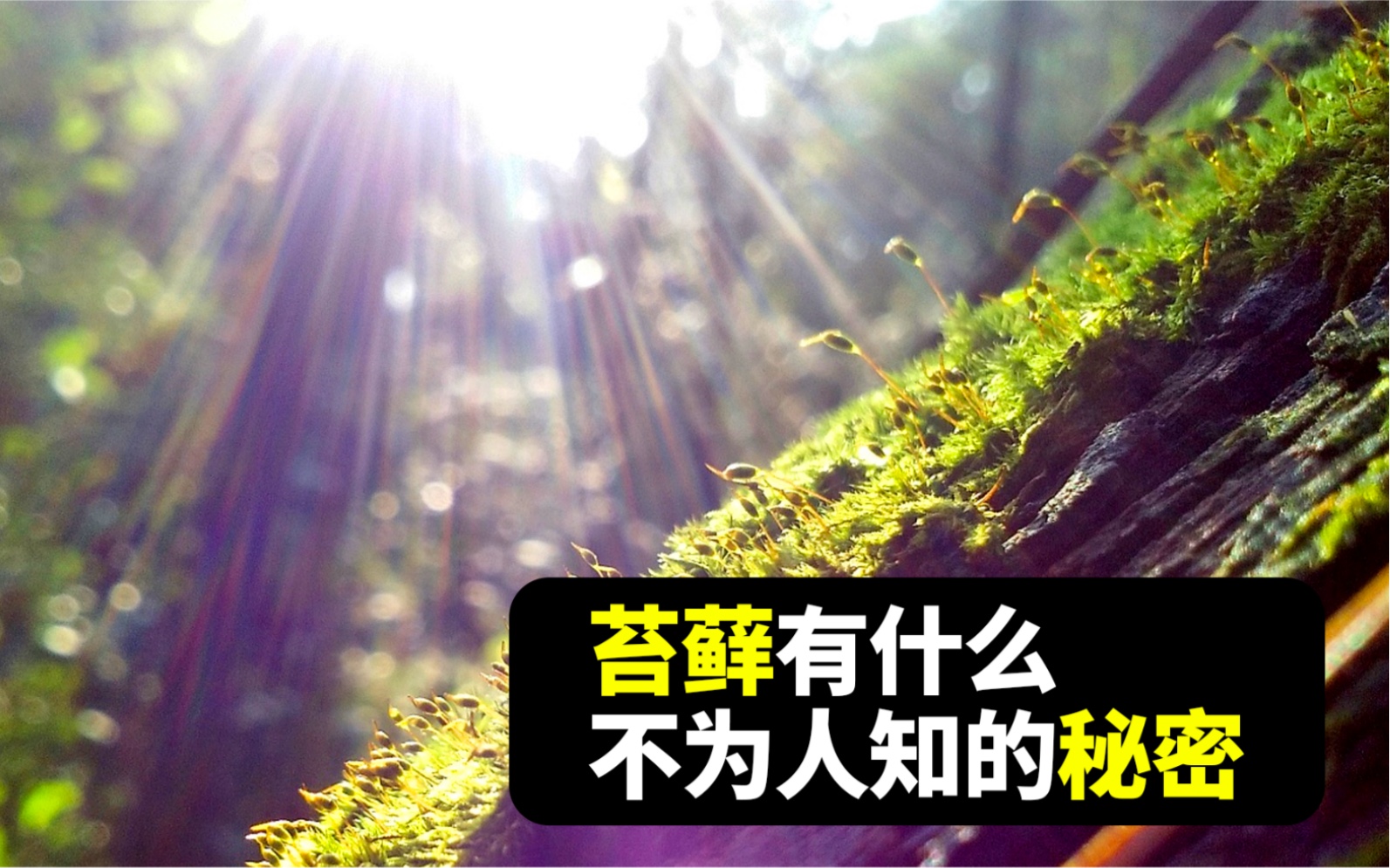 苔藓,自然界的拓荒者,蕴藏着哪些秘密?