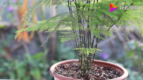 养殖花卉植物,务必要学会撞墙2.0扦插法