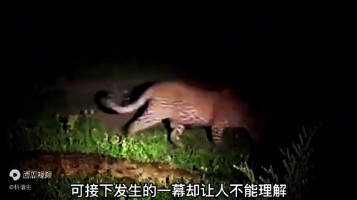 "惊险4夺!花豹大战鳄鱼,揭秘野生动物世界冷知识!"