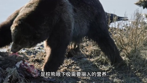 黄石公园的狼群是稳定生态系统的高级捕食者保护动物精彩野生动物灰狼