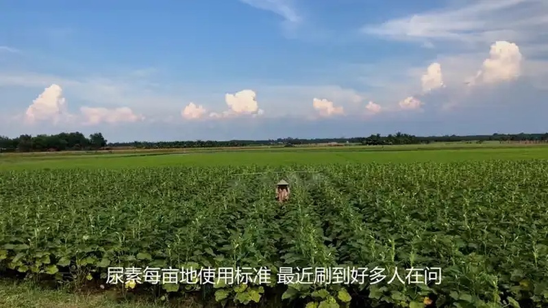 尿 素每亩地使用标准