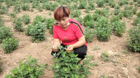 艾草都能用来干啥?农村大姐给你讲解,艾草的作用和用途