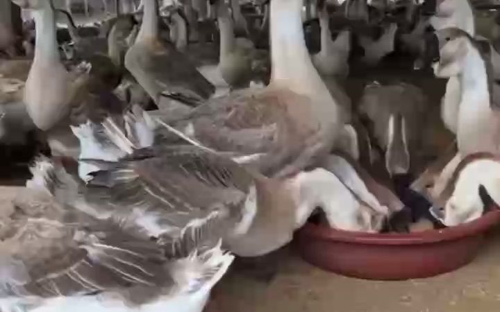 鹅拉稀是什么病怎么治疗 鹅拉肚子站不起来怎么办 鹅拉稀吃什么药...