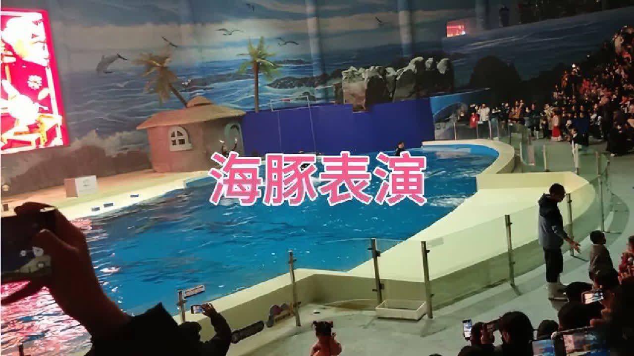 海洋馆,海豚演出精彩不断