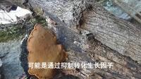 桑黄的功效与作用,哪里的桑黄好,野生桑黄多少钱一斤(2)