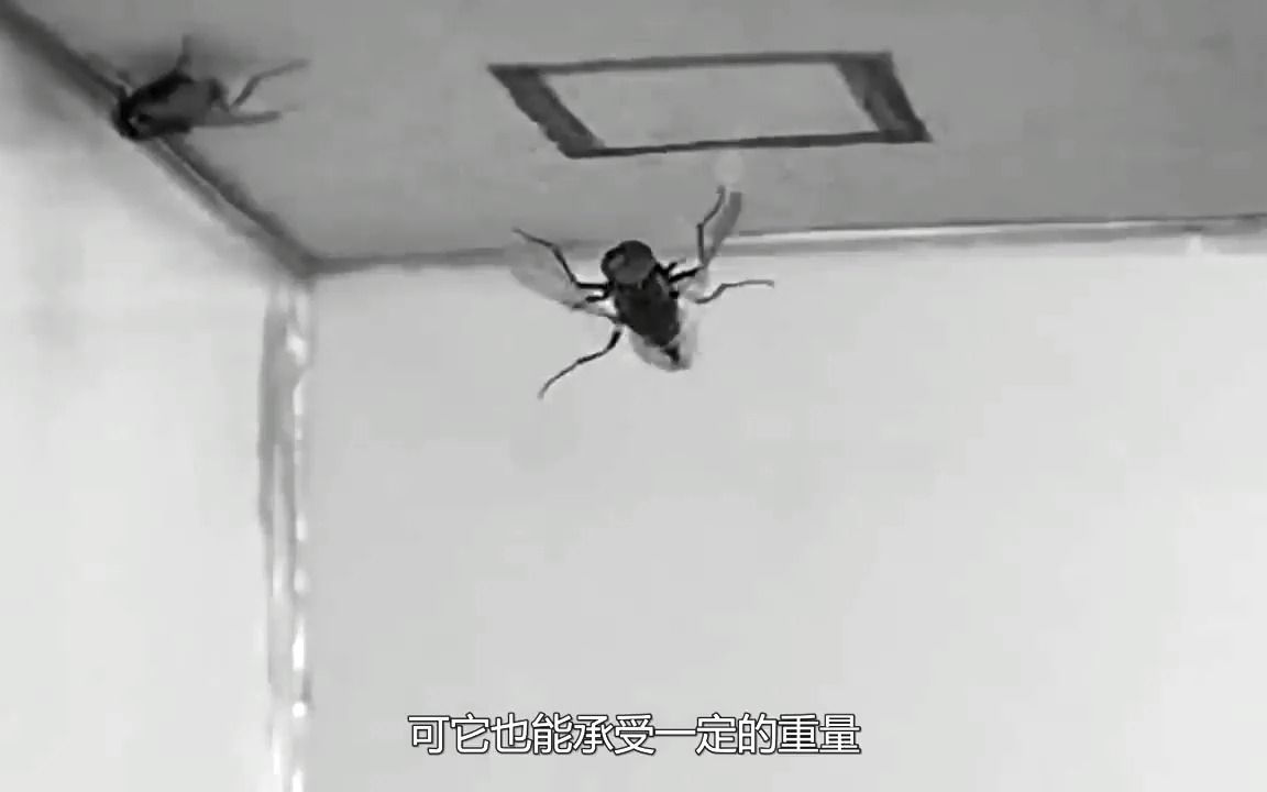 苍蝇绑细绳,测试能拉多重物体?结果许多人都不信!