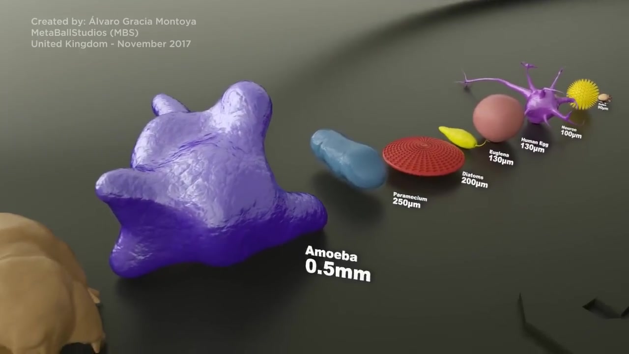 这个很直观了!看看病毒和细菌的大小,最后最大的参照物青蛙卵子
