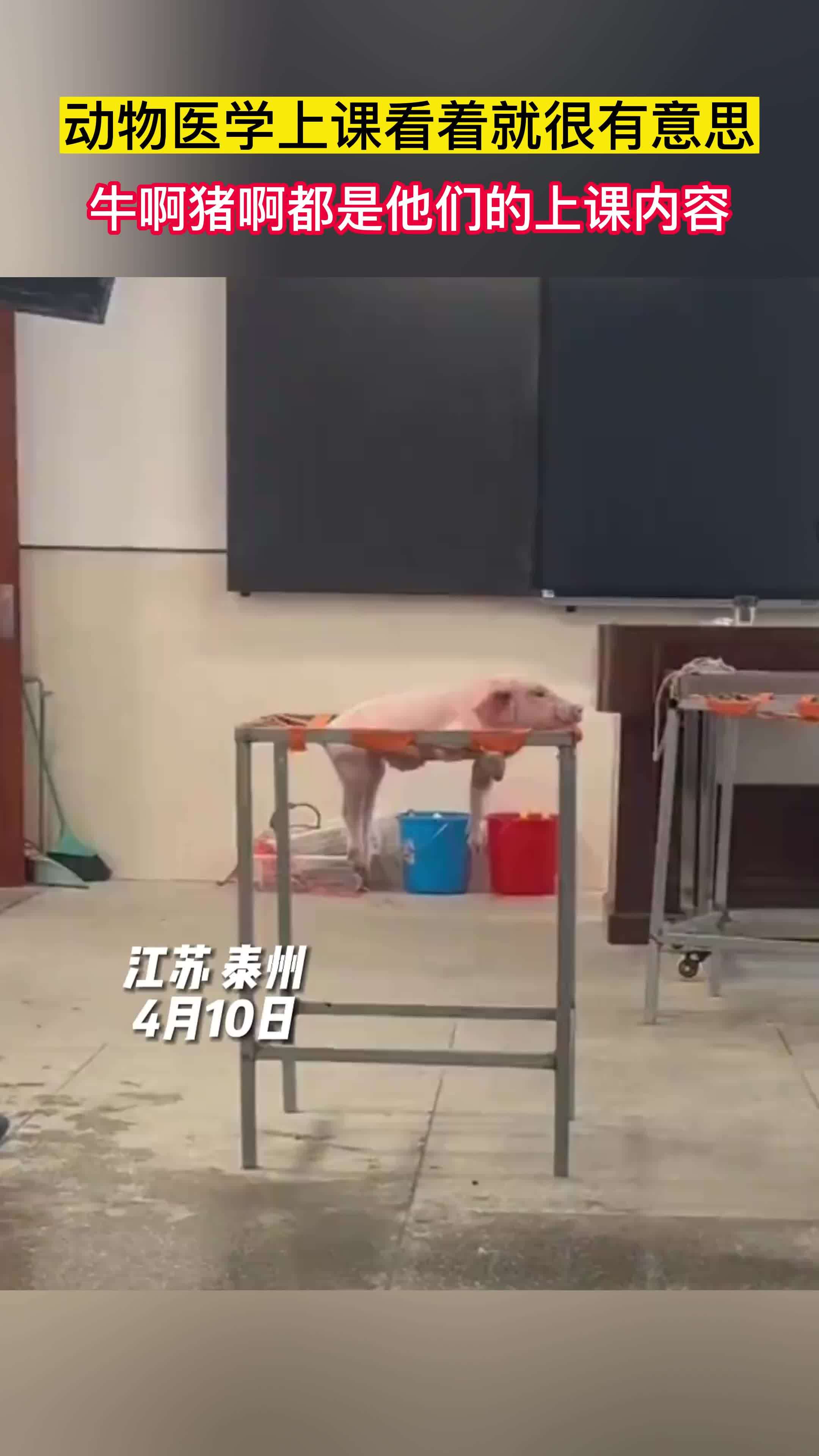 动物医学的专业课都是这么有趣吗?