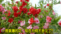 一捏就爆的凤仙花,小时候经常用它来染指甲,为何现在不常见了