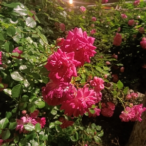 横亦成沙纵亦成塔 