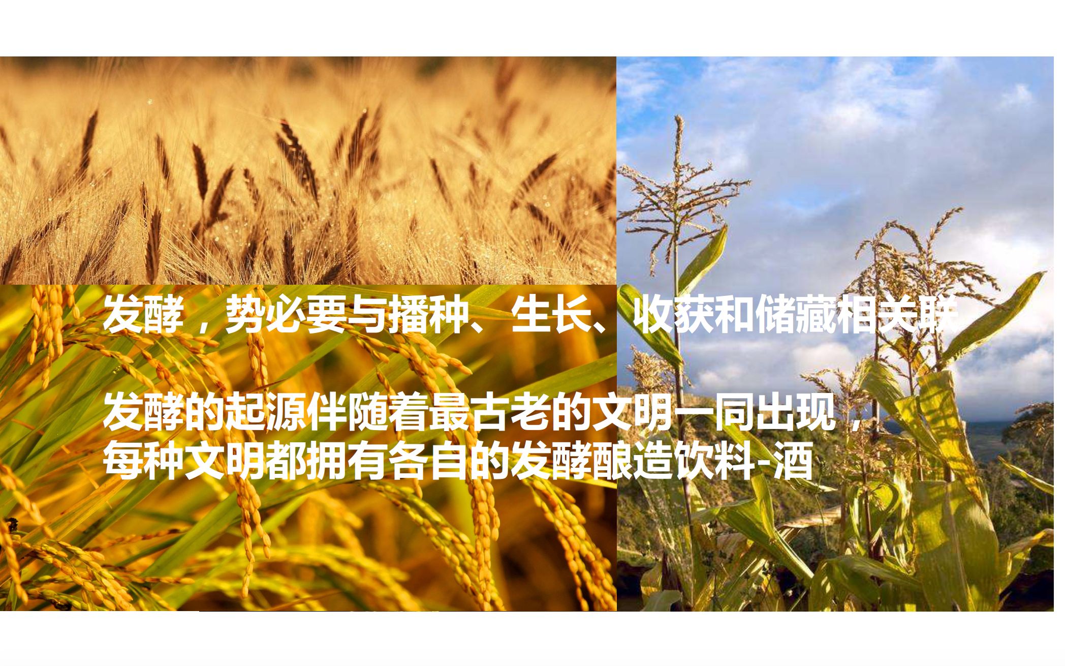 【食通社读书会】《不可思议的发酵酿造》第二次讨论