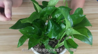 家养绿萝的正确放置,放错了地方影响健康,赶快来看看吧