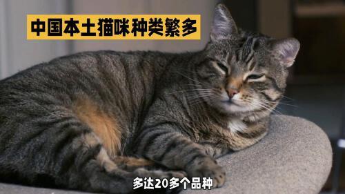 中国本土猫的种类