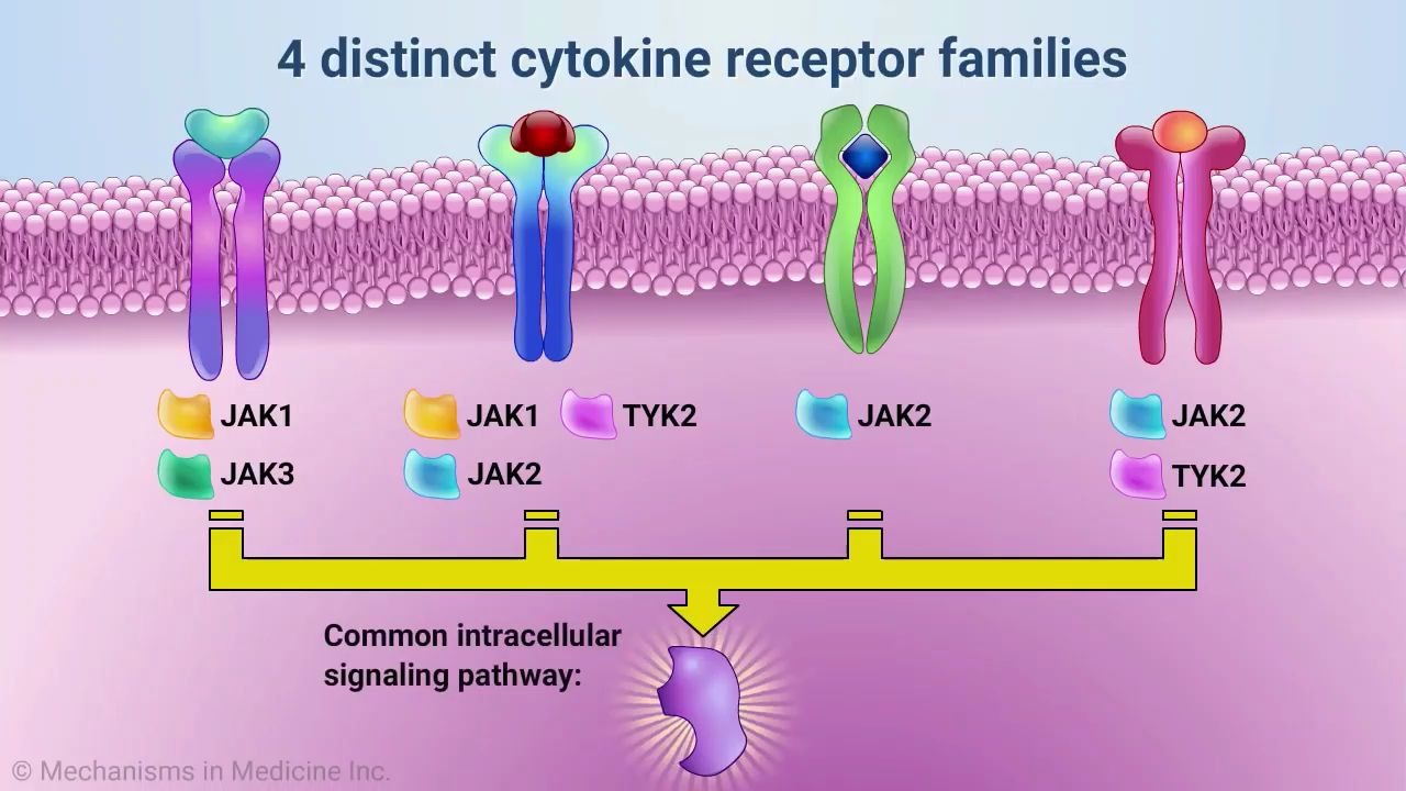 ...细胞因子作用密切相关的”JAK-STAT信号通路“(中文配音无字幕版)