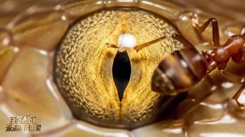 蚂蚁在眼球上爬行竟毫无察觉!角膜抓痕揭秘惊人定力,连犰狳都甘拜下风!