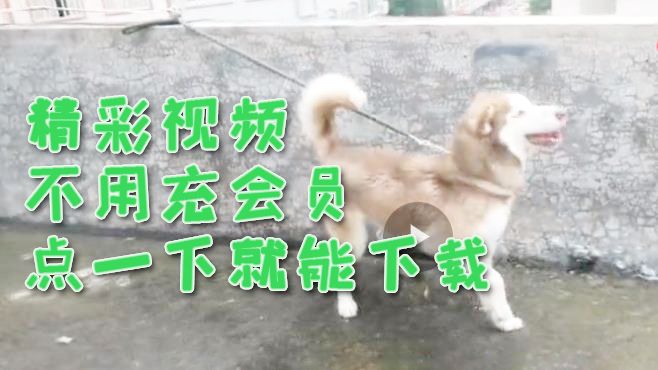 懒人都会的操作!不用会员充值,一点轻松下载优酷视频、酷狗音乐