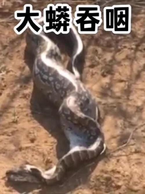 大蟒吞咽过程视频吞咽